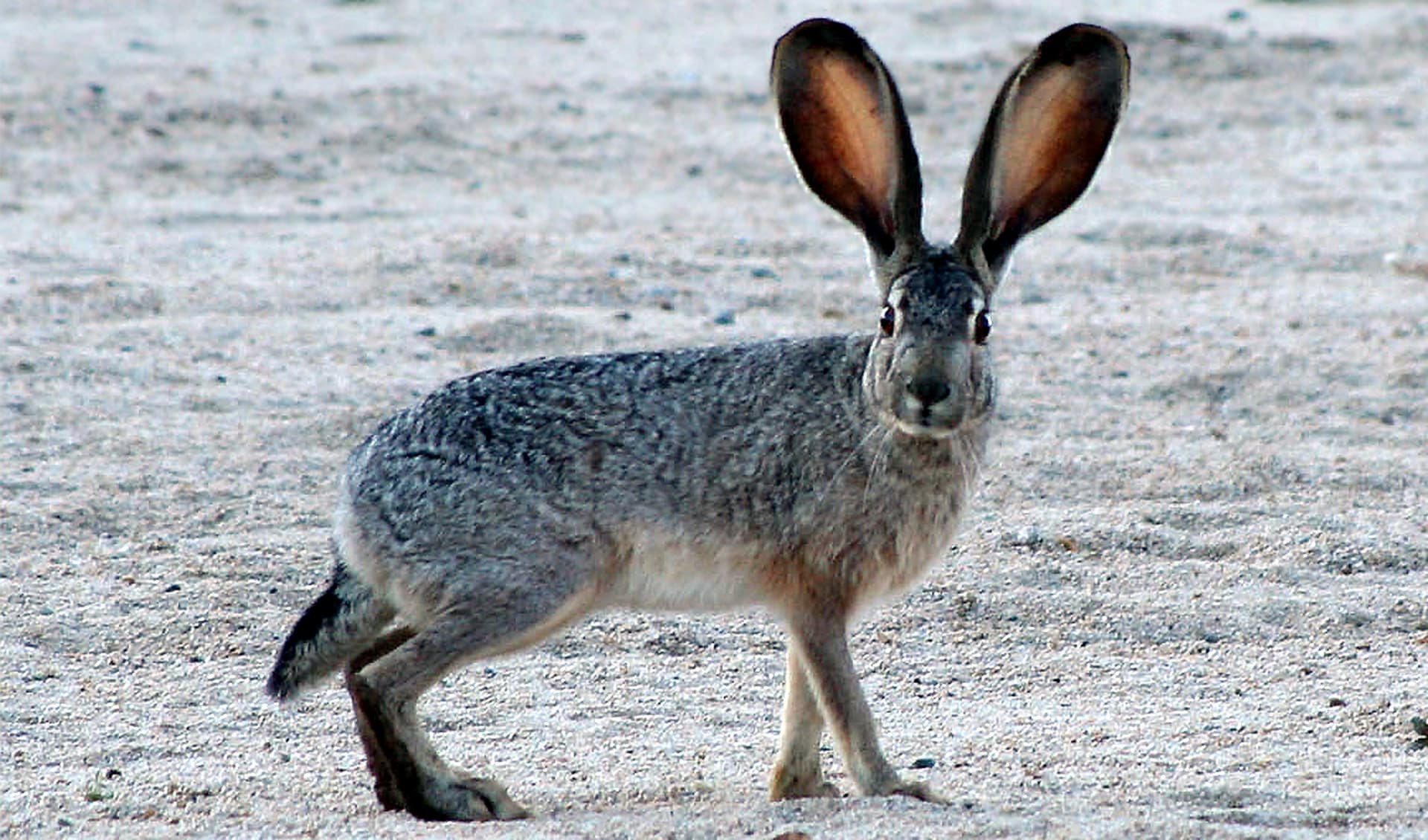 Black-tailed jackrabbit facts, distribution & population | BioDB